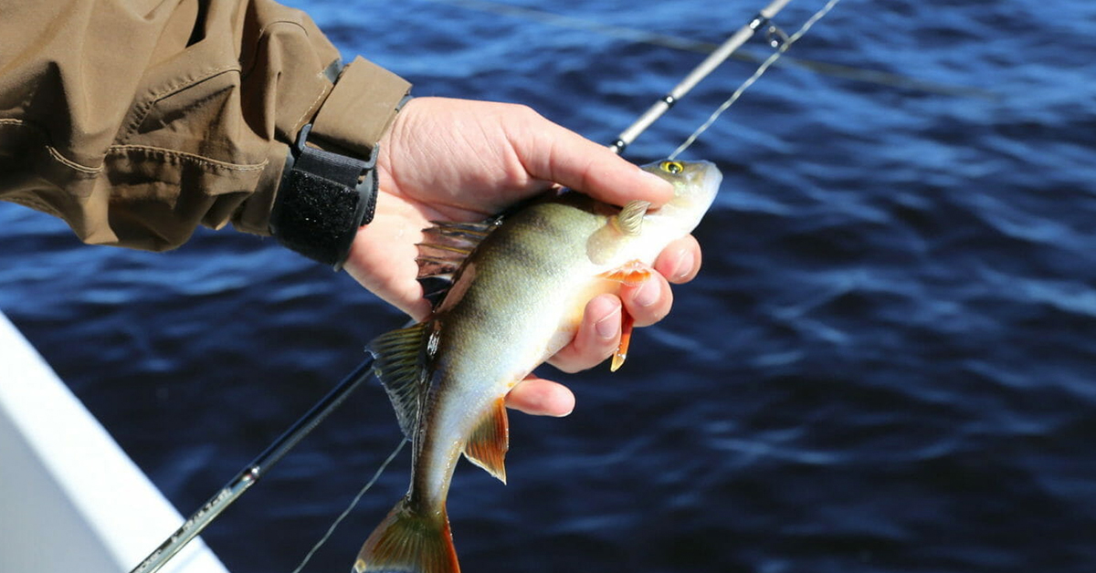 Yellow Perch Fishing Tips: Locate, Catch & Cook
