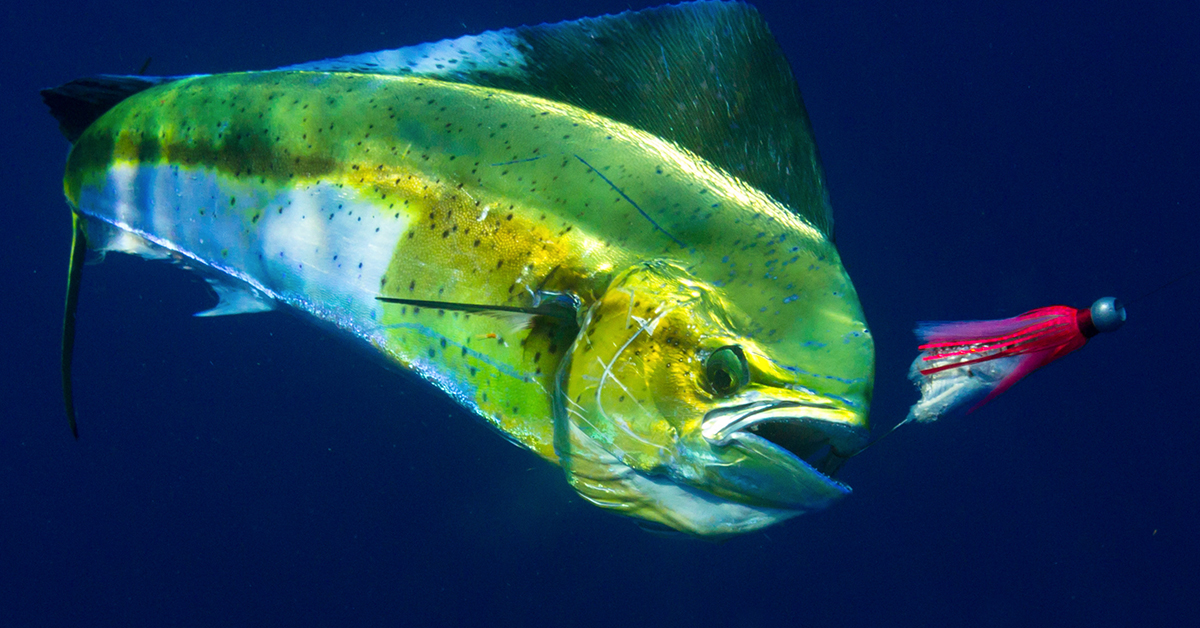Dorado Fish (Mahi-Mahi) Fishing Guide: Tactics, Gear & More | The ...