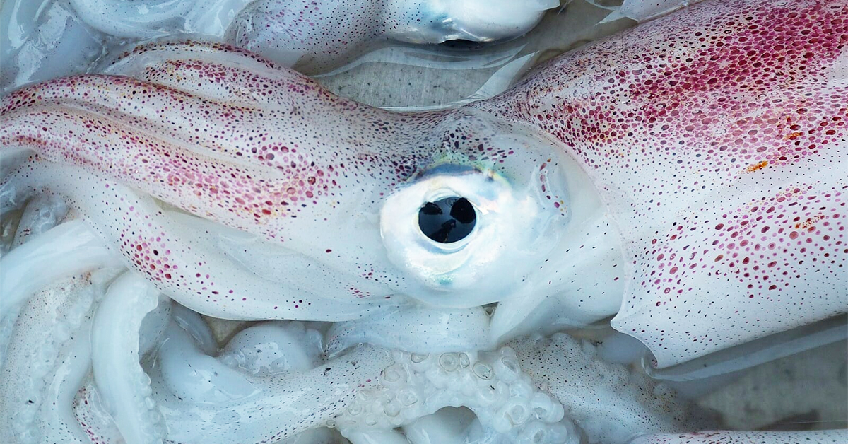 How To Catch Squid? Squidding Tips & Techniques | The Coastal Side