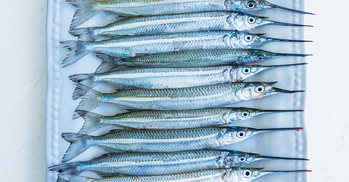 Ballyhoo Fish: How To Find, Catch & Rig For Bait