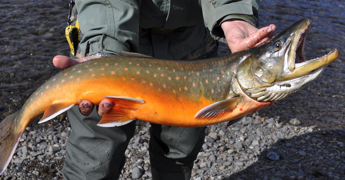 Arctic Char Fishing Guide: How To Catch, Clean & Cook