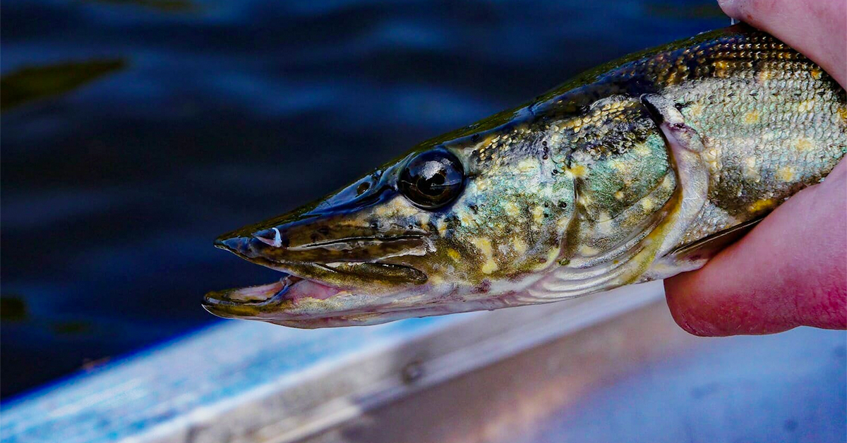 Chain Pickerel Guide: Locate, Catch & Cook