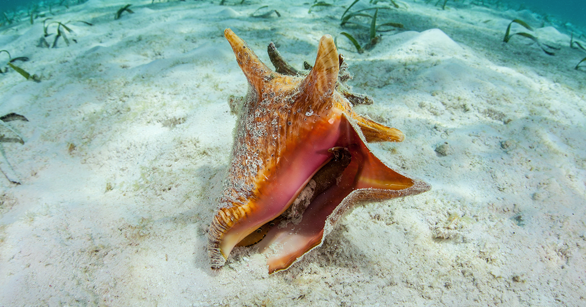 Conch Guide: Habitat, Behavior, Harvesting & More