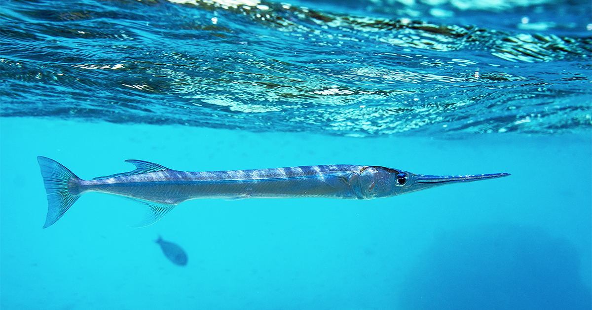 Houndfish Guide: How To Catch Crocodile Needlefish