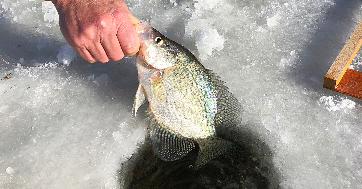 The Best Ice Fishing For Crappies Tips You Need This Winter